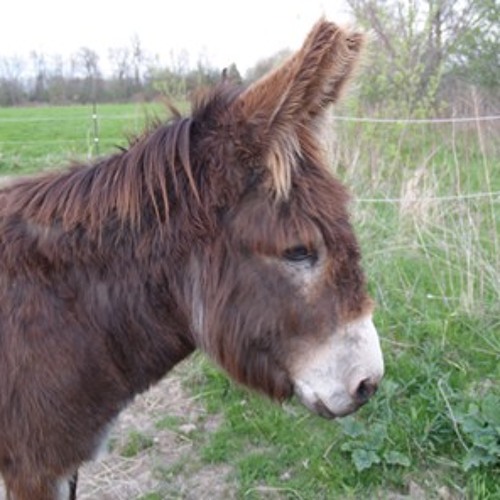 Stream Donkey braying by backroads | Listen online for free on SoundCloud