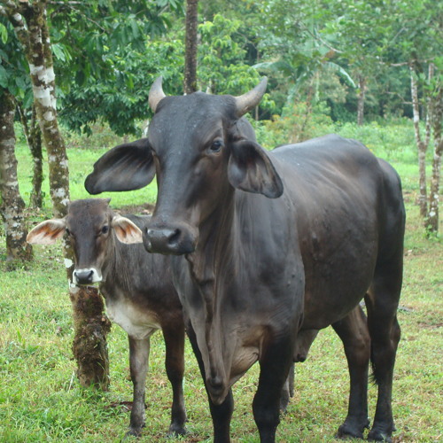 Stream Costa Rica - Punto Guanacasteco by DJLoncho | Listen online for ...