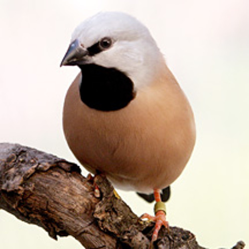 Stream Parson finch song by eFinch.com | Listen online for free on ...