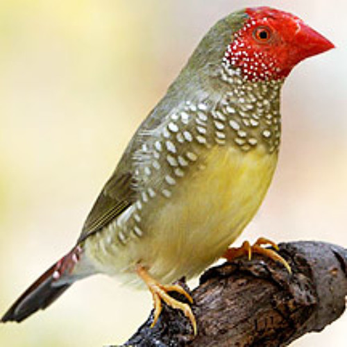 Stream Star Finch song by eFinch.com | Listen online for free on SoundCloud