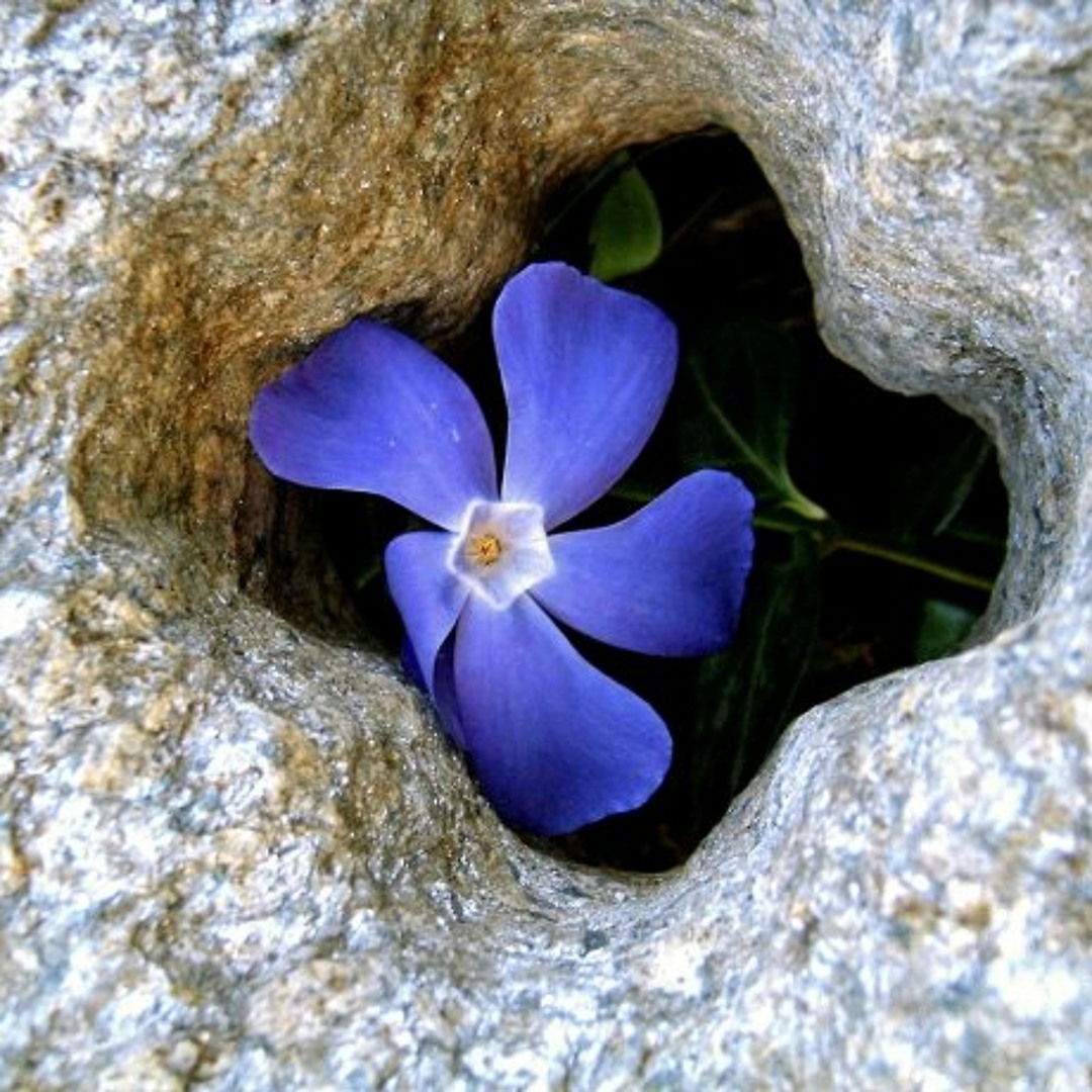 Stream Karolina Goceva - Prolet, leto, esen, zima by Angel_mafija ...