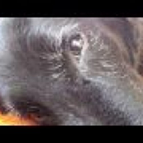 Stream Erginus (gastropod) - to avoid libel suits - 01 even when it isn ...