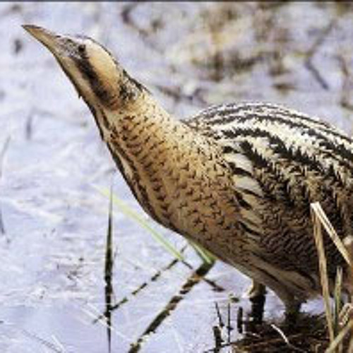 Stream BITTERN BOOMING ON A NORFOLK BROAD by Peter Toll | Listen online ...
