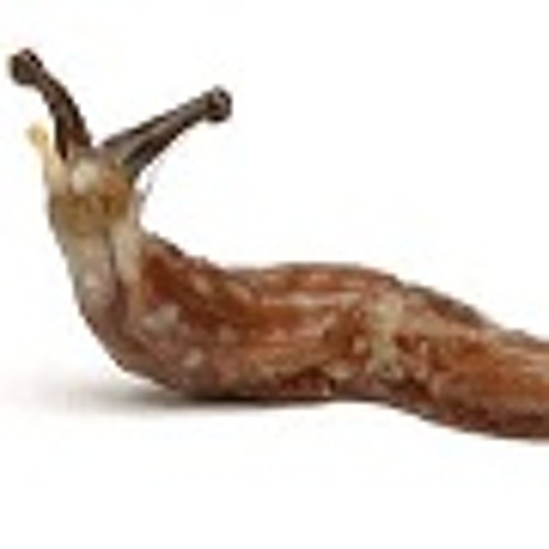 Stream Slug step by Drippy Peacock | Listen online for free on SoundCloud