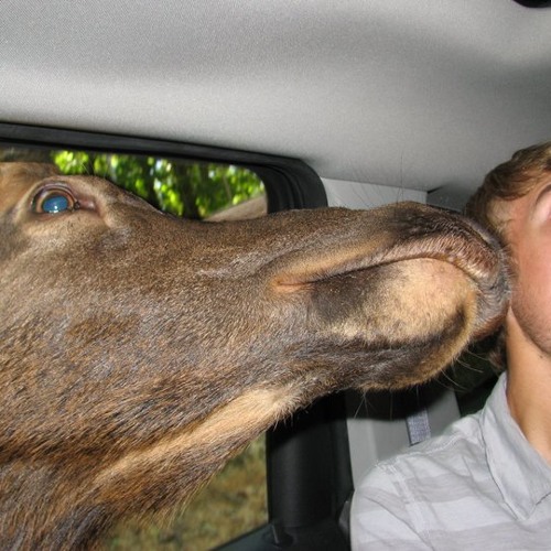 Stream the grey ward (2009) by David Innis | Listen online for free on ...