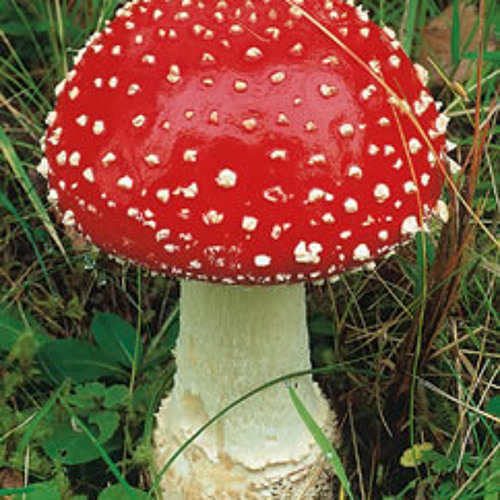 Stream Trance tracc 13 by Crip Stance. | Listen online for free on ...