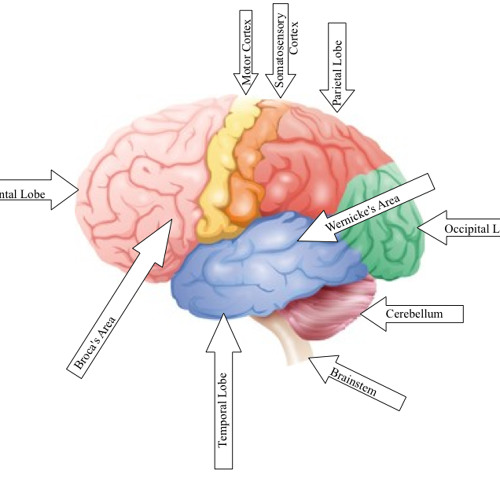 Stream Brain Parts Song by wolftune | Listen online for free on SoundCloud