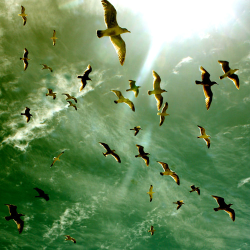 Stream Congratulations, You Suck by don't fight the giant. | Listen ...