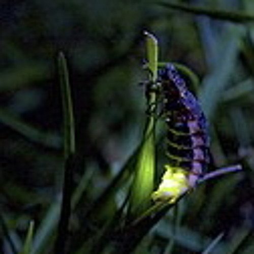 Stream The Glow Worm Song by CALLUNA/Heather Joyce | Listen online for ...