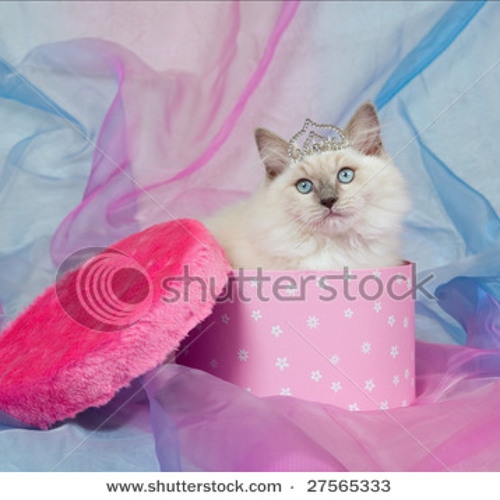 Stream Diddle for Princess by Les Grandes Dames | Listen online for ...