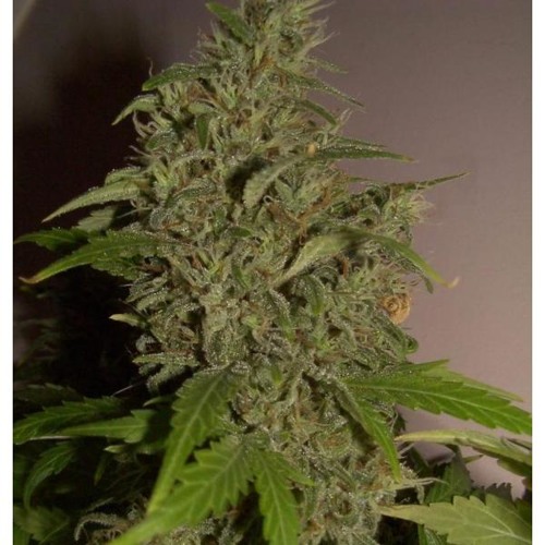 Stream Symphony of Empty - Reefer Man by DJ Nobody Special | Listen ...