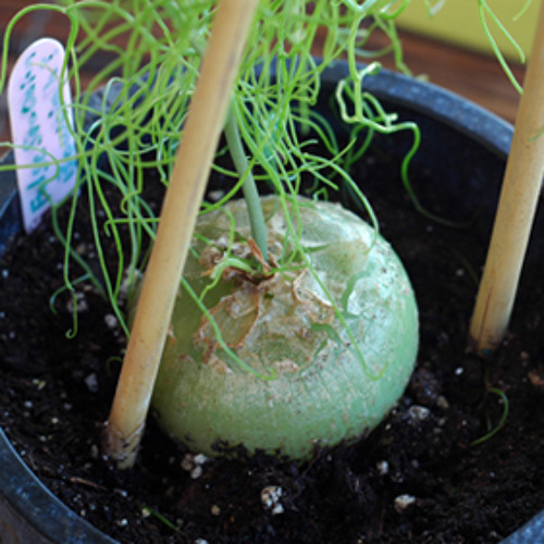 Stream Alieno Cipolla by Carne! | Listen online for free on SoundCloud