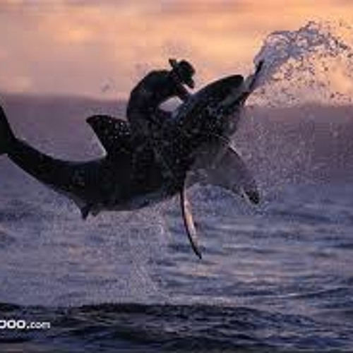 Stream Riding sharks by eltomeiro | Listen online for free on SoundCloud