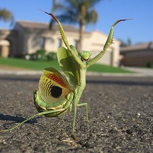 Stream Procter - Sweet mantis by Procter Project Dj | Listen online for ...