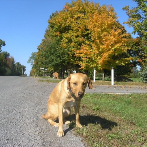 Stream Toby Like A Dog by Michelle Vanier Popovits | Listen online for ...