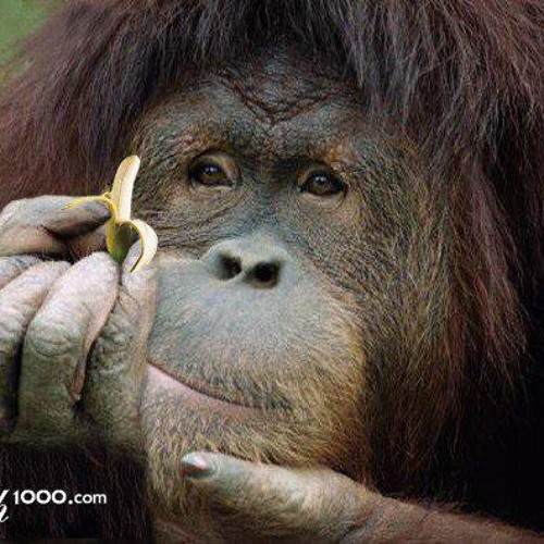 Stream Tamzali - The Irish Monkey (original mix) by Hamza Tamzali ...