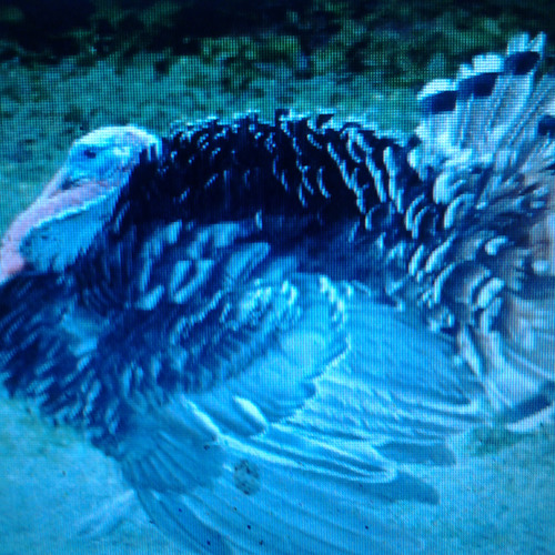 Stream JuvoRichtofen I Smell Turkey (thanksgiving Rap) by jvvandyke19 ...