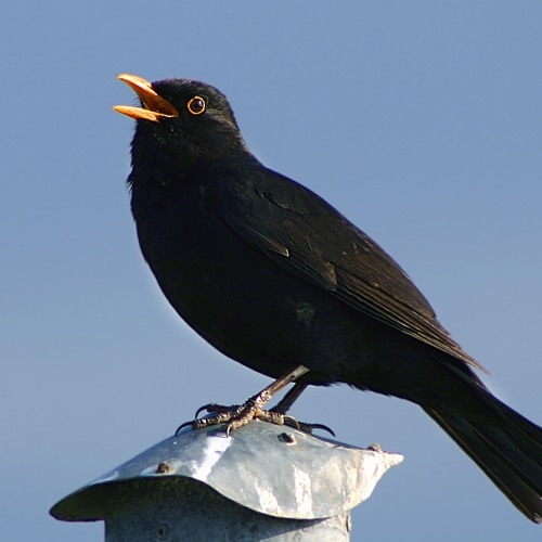 Stream BLACKBIRD SONG by Peter Toll | Listen online for free on SoundCloud