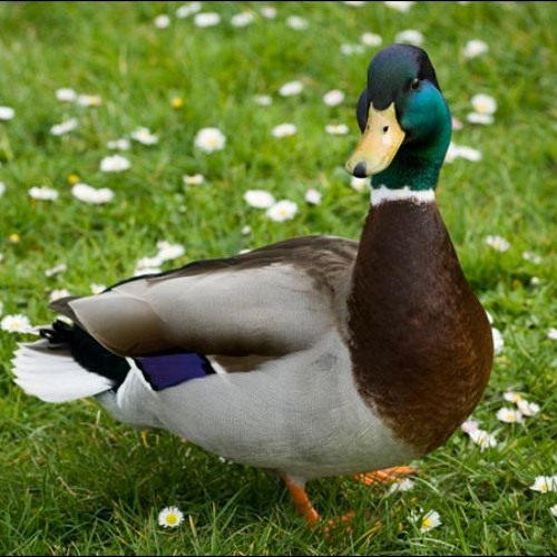 Stream Ducktro by SAFARI DUCKS | Listen online for free on SoundCloud