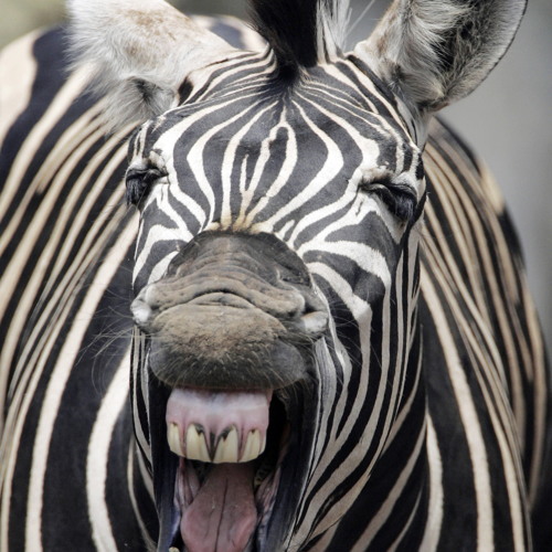 Stream HEADLESS - ZEBRA (CLIP) by -Headless- | Listen online for free ...