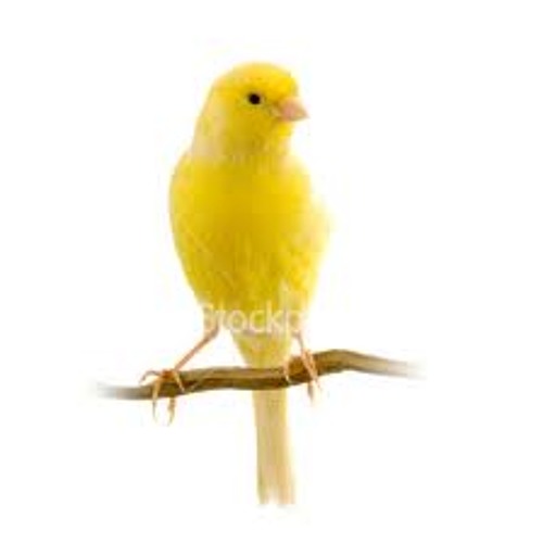 Crazy Canary