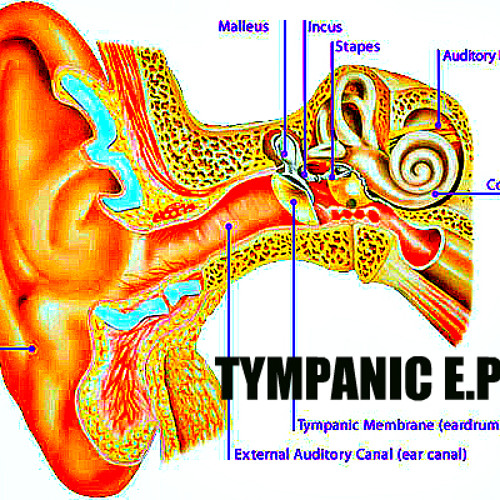 Stream MATTY BONGO | Listen to TYMPANIC E.P. playlist online for free ...