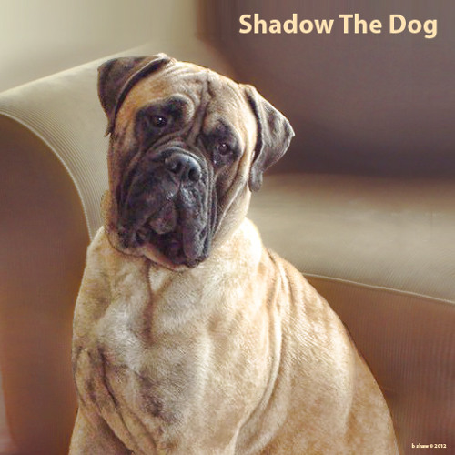 Stream Shadow the Dog by bshaw-music | Listen online for free on SoundCloud