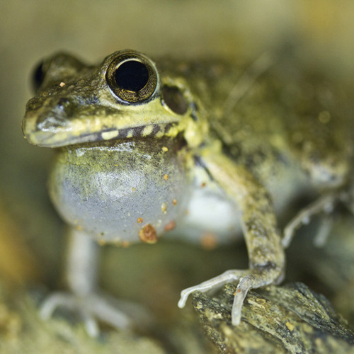 Stream Bumpy Rocketfrog - Litoria inermis by Nature Sounds | Listen ...