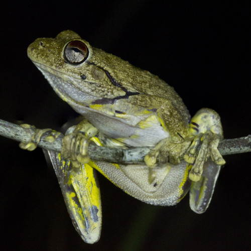 Stream Northern Laughing Treefrog - Litoria rothi by Nature Sounds ...