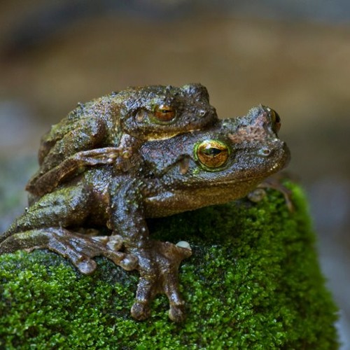 Stream Green-eyed Treefrog - Litoria genimaculata by Nature Sounds ...
