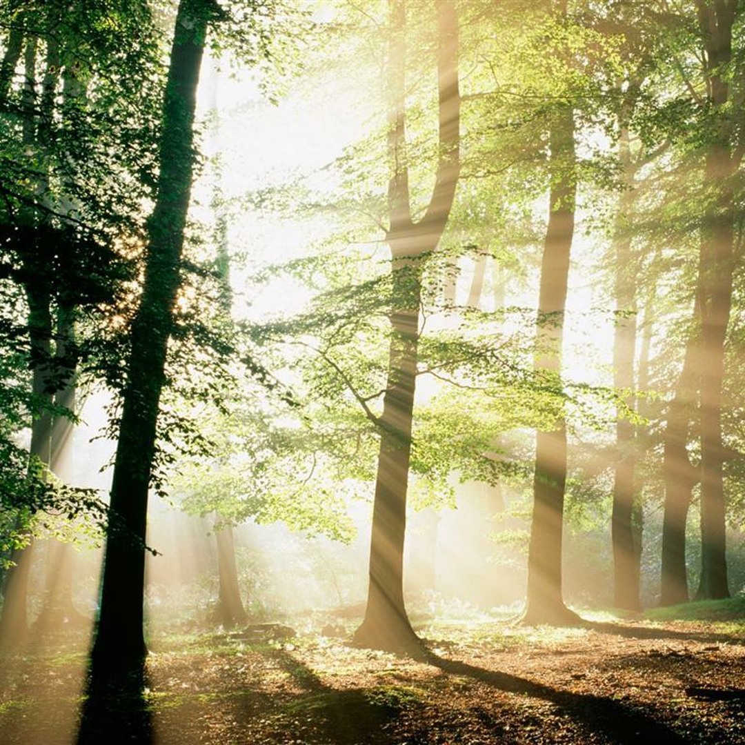 Stream DJ Abraxas- "Trees are forever" Old school mix For Tree Of Life ...