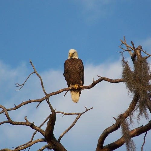 Stream Prayer to Father Sky by Dustywolf | Listen online for free on ...