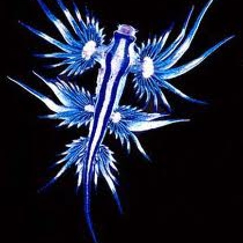 Stream Mollusca Flowers by All Species | Listen online for free on ...