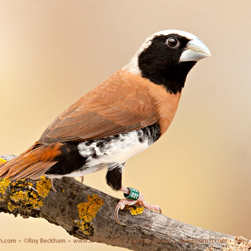 Stream Song of the Chestnut Breasted Mannikin - sharpii subspecies by ...