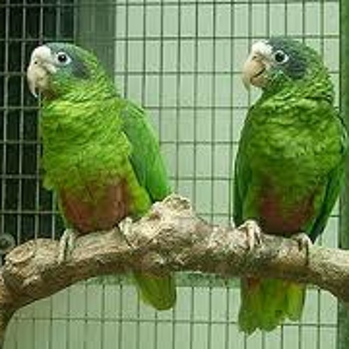 Stream Dimple Rajput | Listen to Gujrati song playlist online for free ...