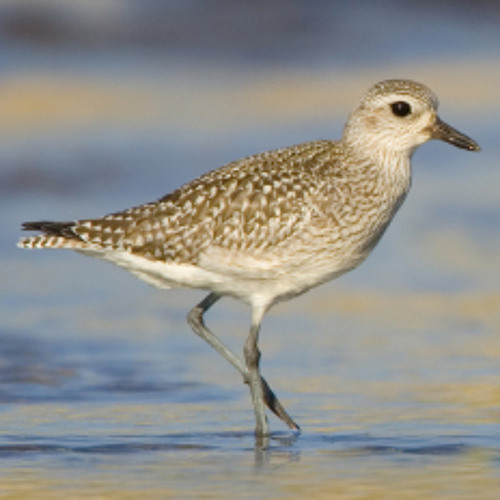 Stream European Golden Plover Pluvialis apricaria by Wildlife Sound ...