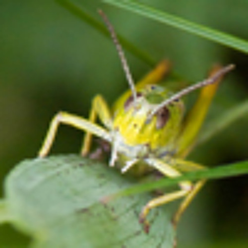 Stream Earth Ear - Listen to the Nebraska Conehead. by Living on Earth ...