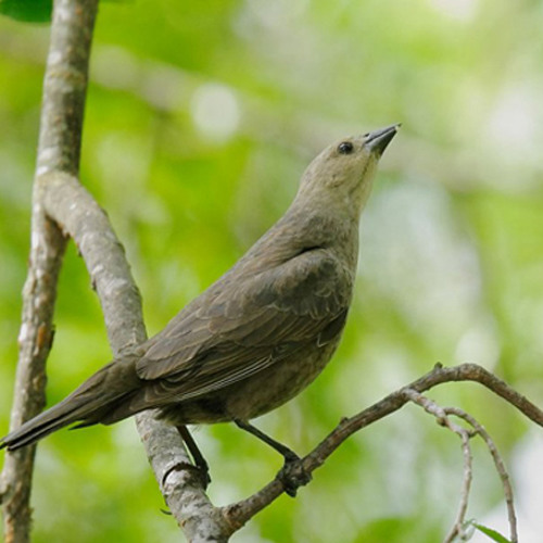 Stream BirdNote® Cowbirds and Yellow Warblers by Living on Earth ...