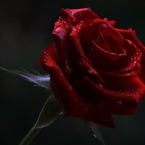 Stream Covered in Thorns by Kay Salady | Listen online for free on ...