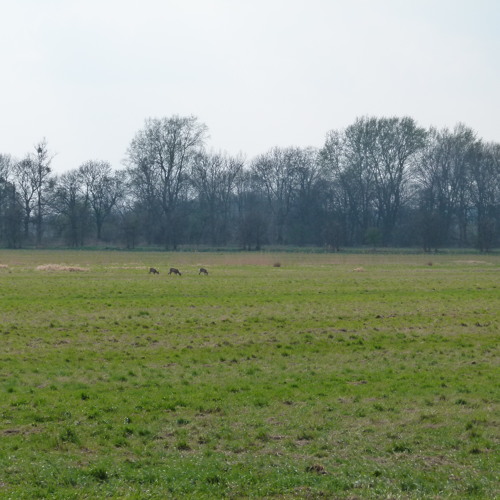 Stream Roots Reggae Mix Tape Session All Killers, NO Fillers by freq09 | Listen online for free ...