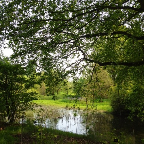 Stream The Bird Songs of Spring, Marks Hall, near Earls Colne, Essex at ...