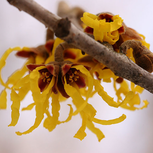 Stream Simone Testa - Hazel by SimoneTesta | Listen online for free on ...