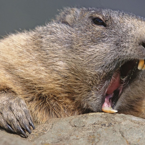 Stream Stork - A beaver in my house (original mix) by S.T.O.R.[K ...