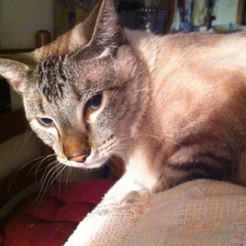 Stream Hirishi the dragon purring kitty. One of the most relaxing ...