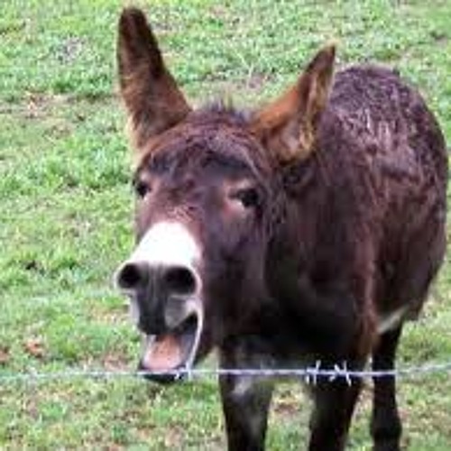 Stream Donkey by james | Listen online for free on SoundCloud