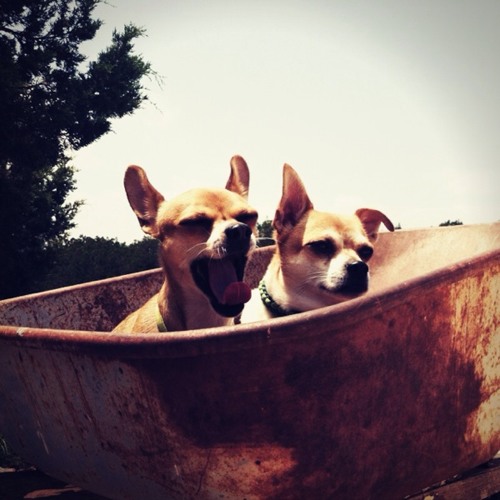 Stream Just made this up on the spot about my idiot dogs. It's called ...