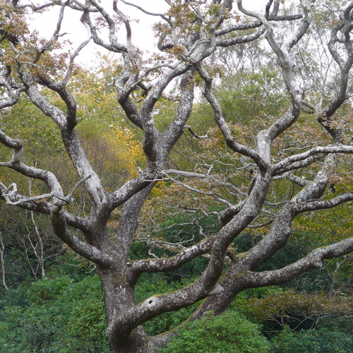 Stream Two Trees ~ Musical Poem by W.B. Yeats by One Root | Listen ...