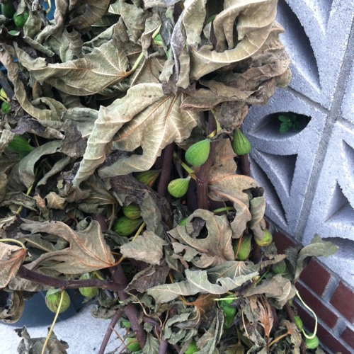 Stream Kaylin Lee Clinton | Listen to What's Hummin'? playlist online ...