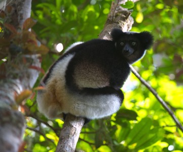 Indri Lemurs in the Andasibe National Park, Madagascar by maxforward ...