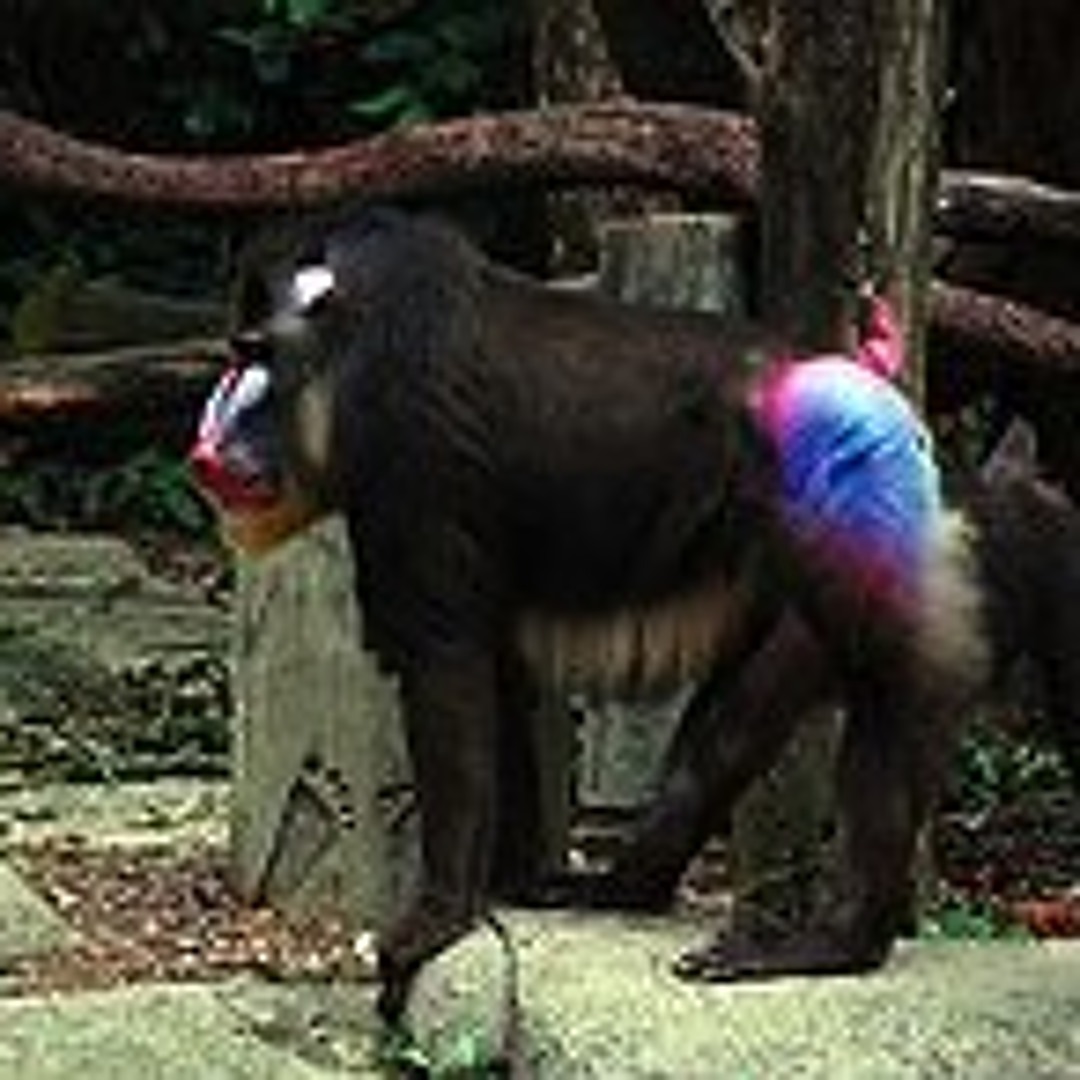 Stream Mandrill Baboon Sound Effect by Pro Sound Effects | Listen ...